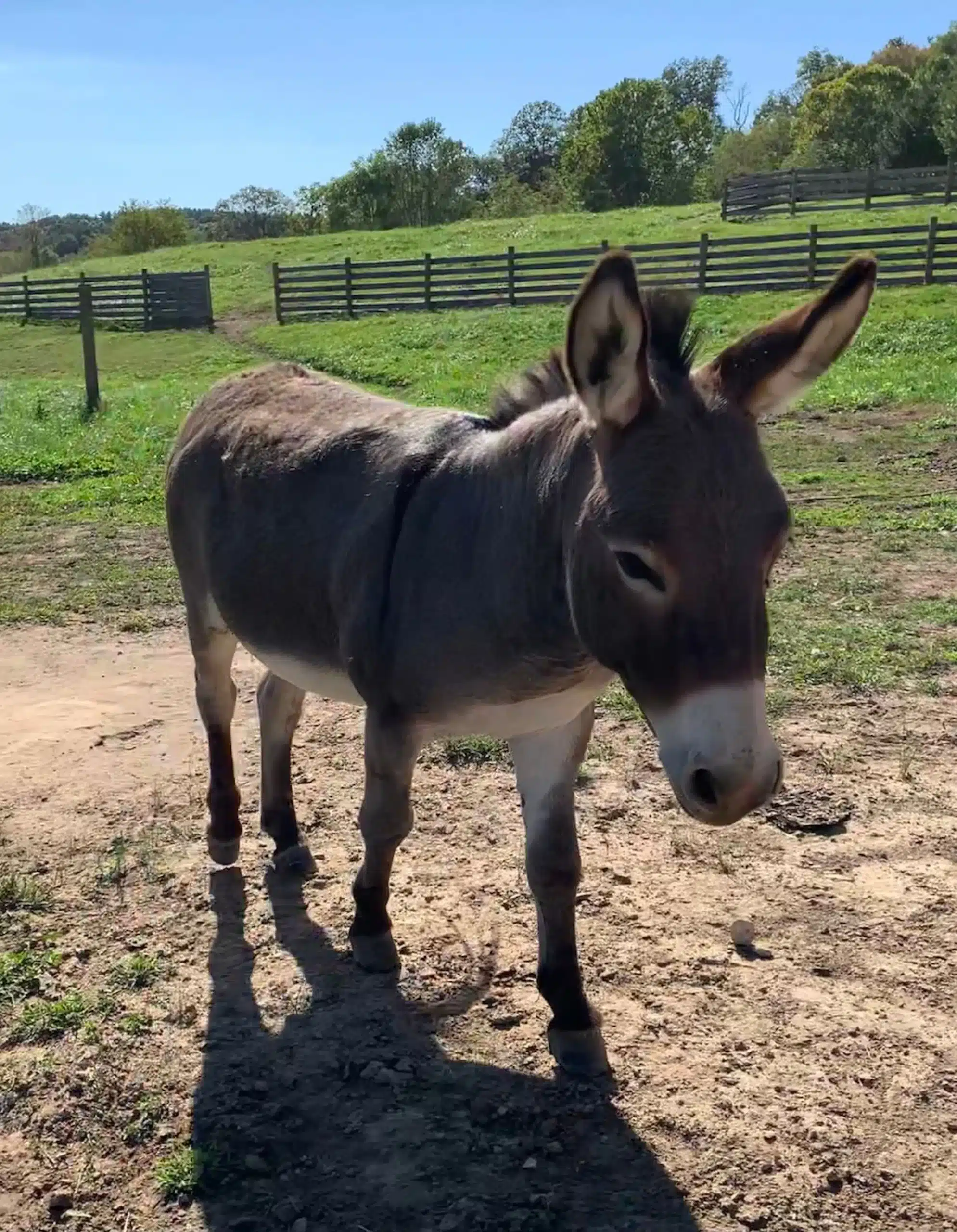 Meet Our Friendly Animals - Fox's High Rock Farm