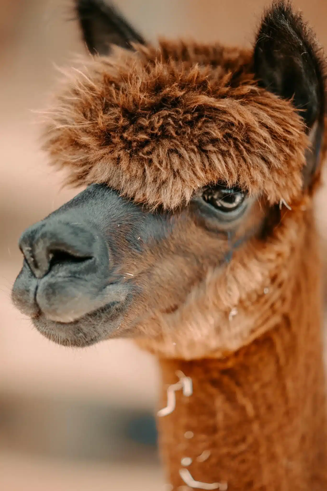 Meet Our Friendly Animals - Fox's High Rock Farm