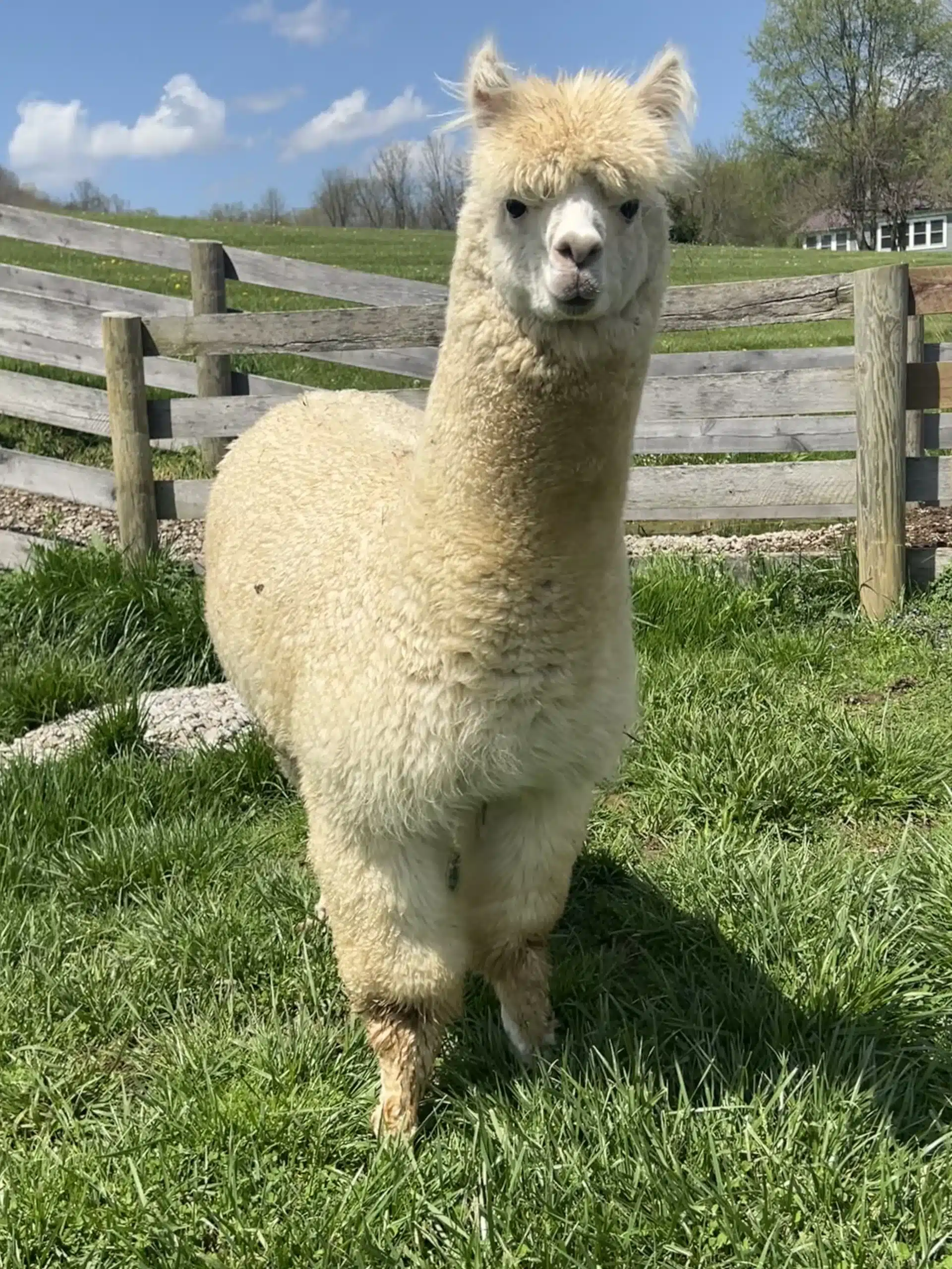 Meet Our Friendly Animals - Fox's High Rock Farm