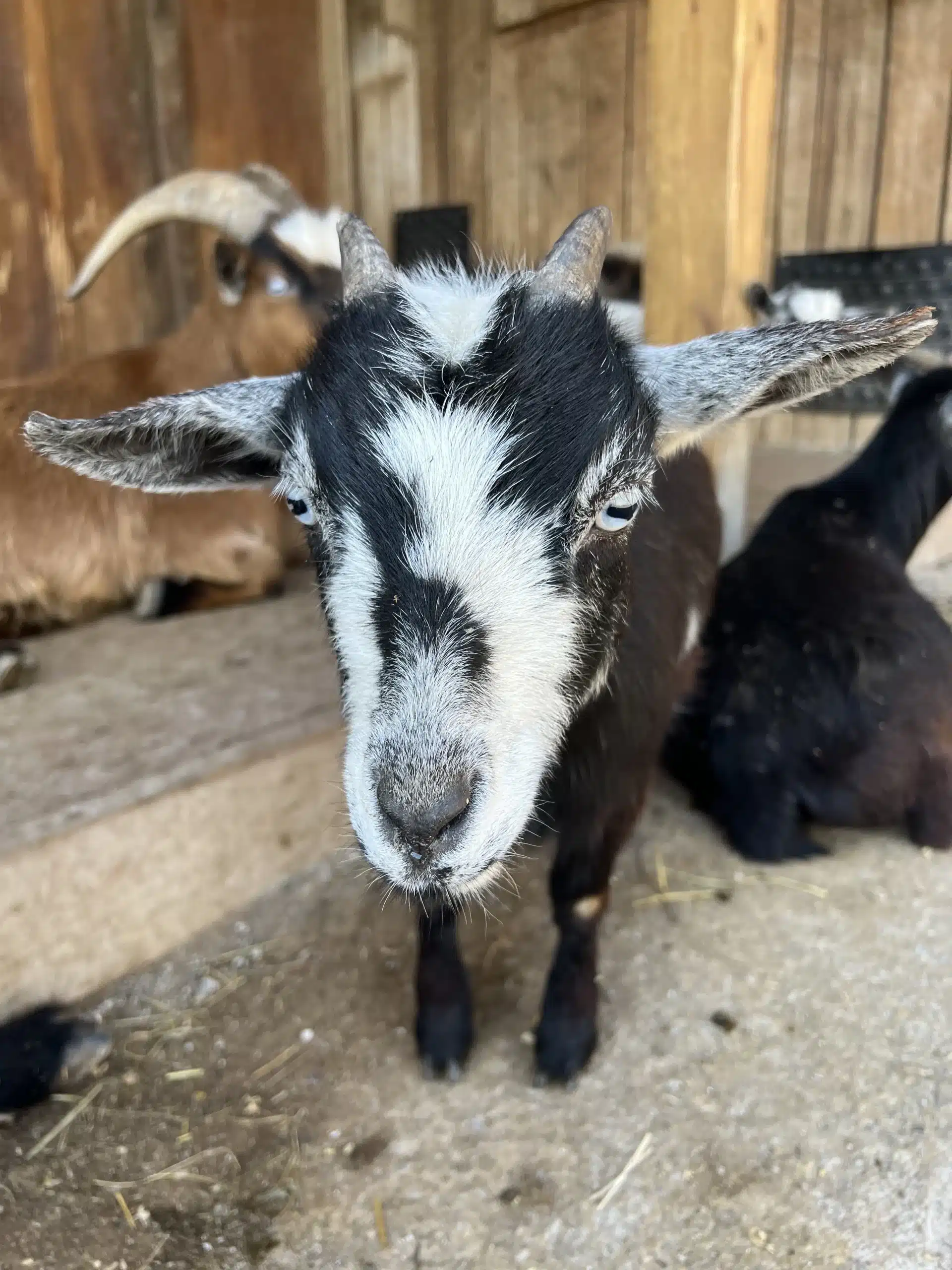 Meet Our Friendly Animals - Fox's High Rock Farm