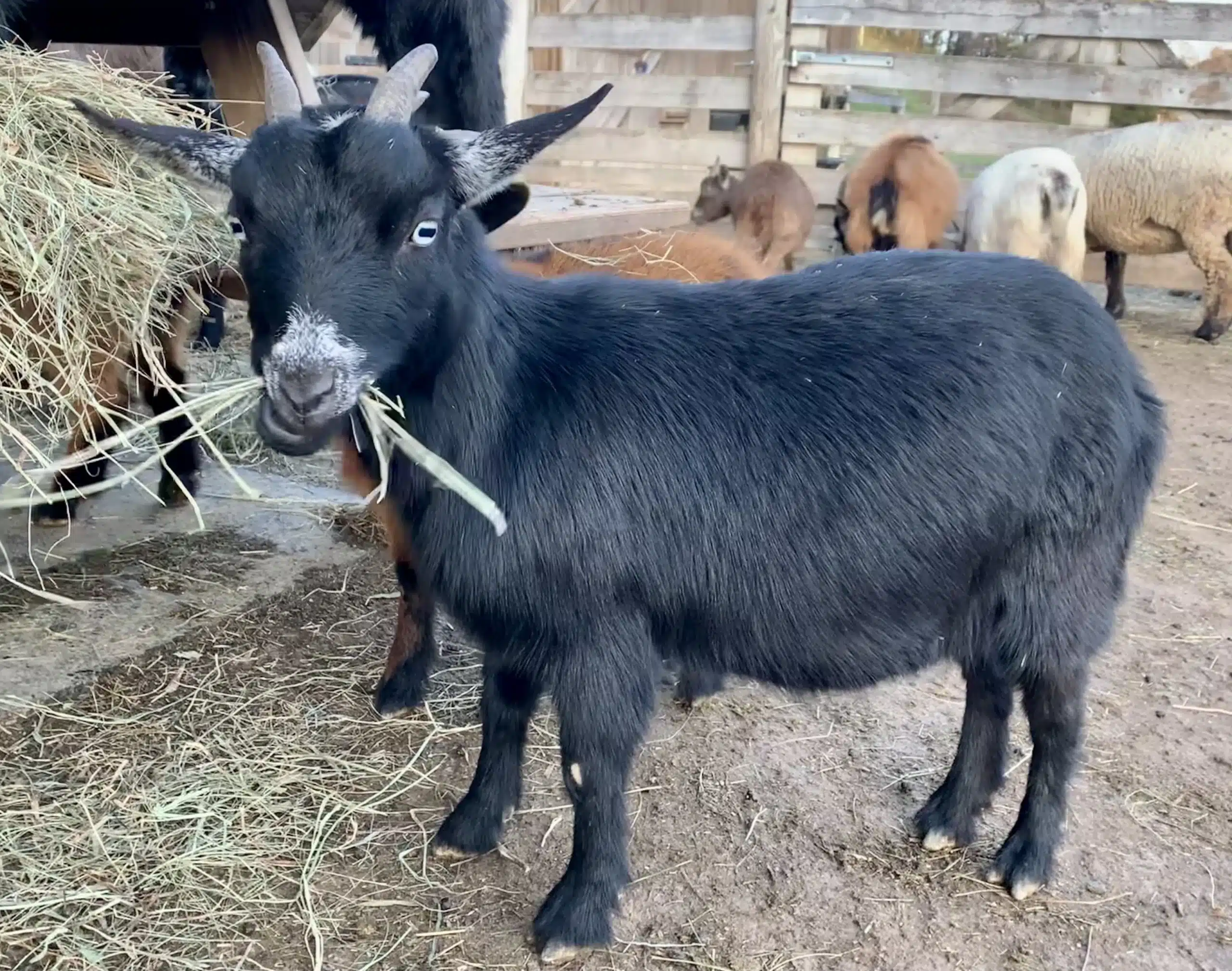 Meet Our Friendly Animals - Fox's High Rock Farm