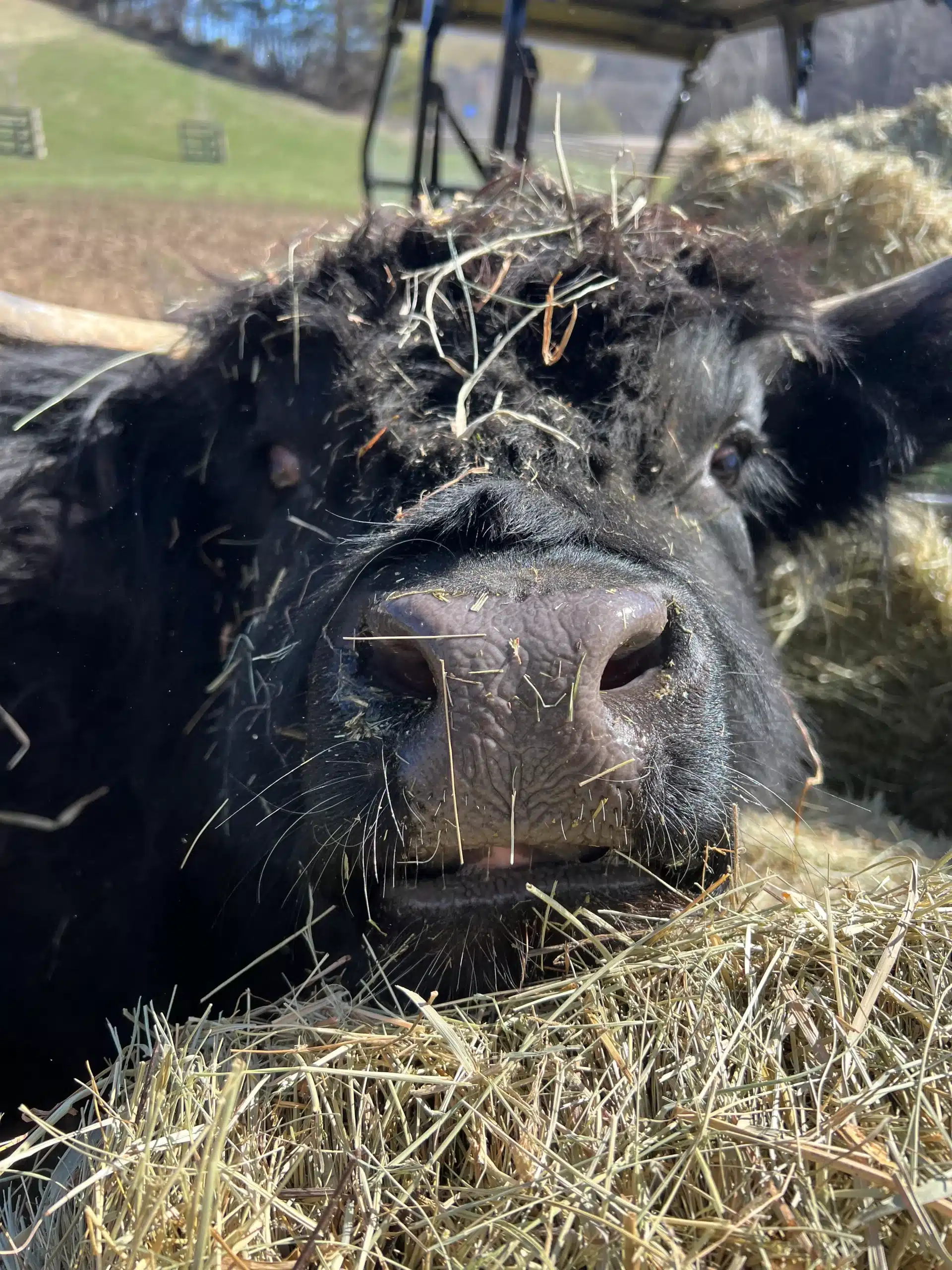 Meet Our Friendly Animals - Fox's High Rock Farm