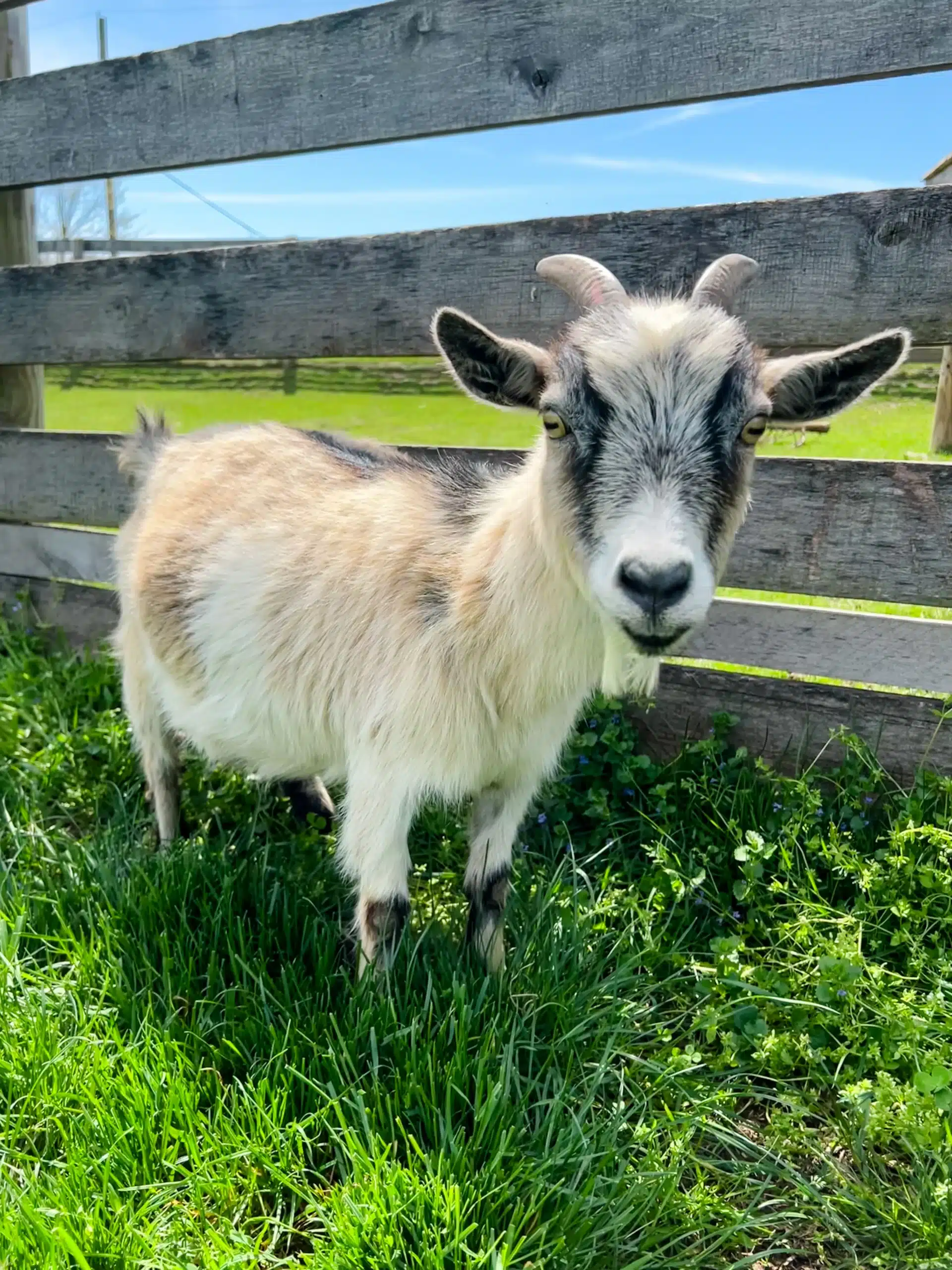 Meet Our Friendly Animals - Fox's High Rock Farm