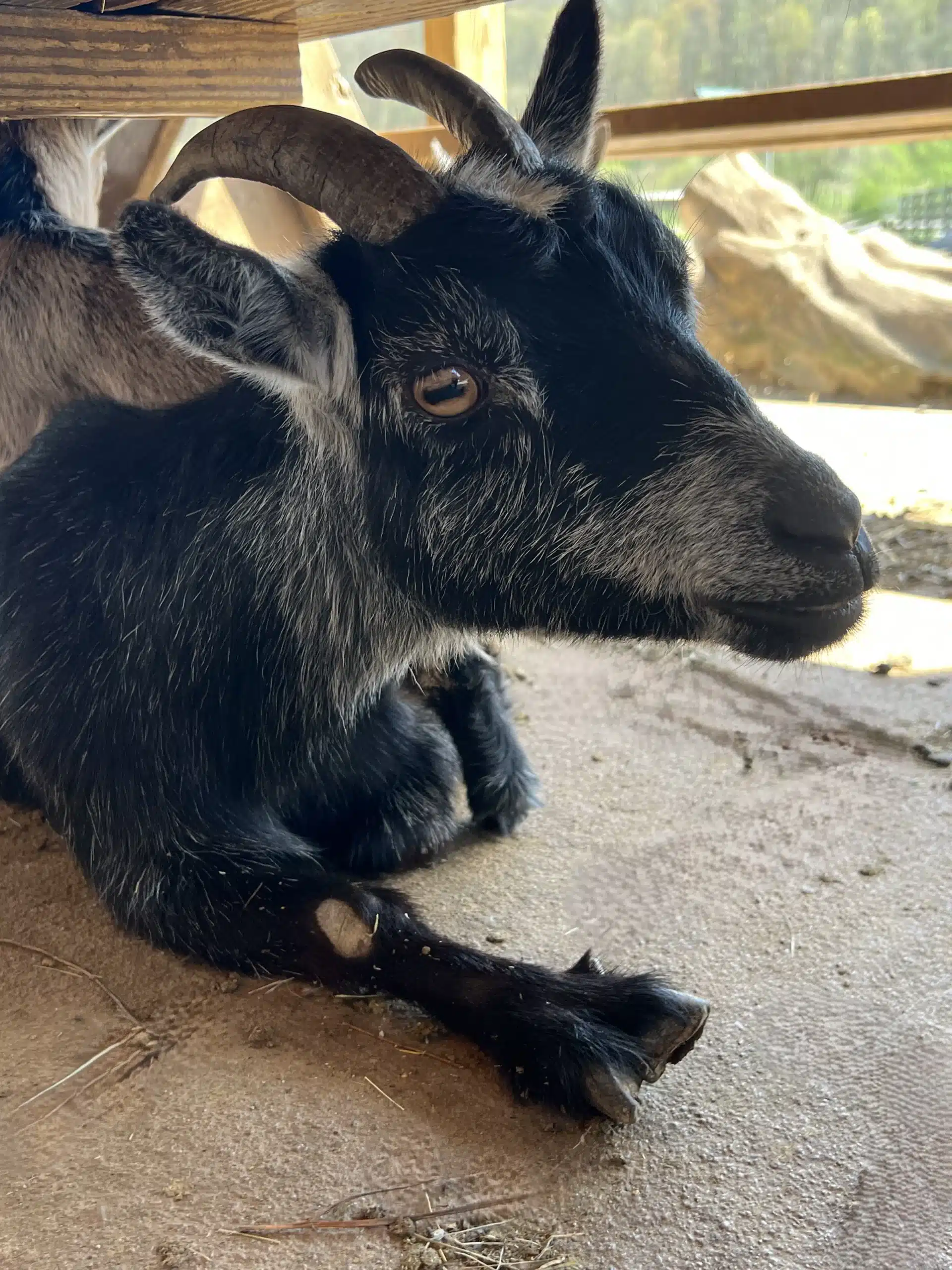Meet Our Friendly Animals - Fox's High Rock Farm