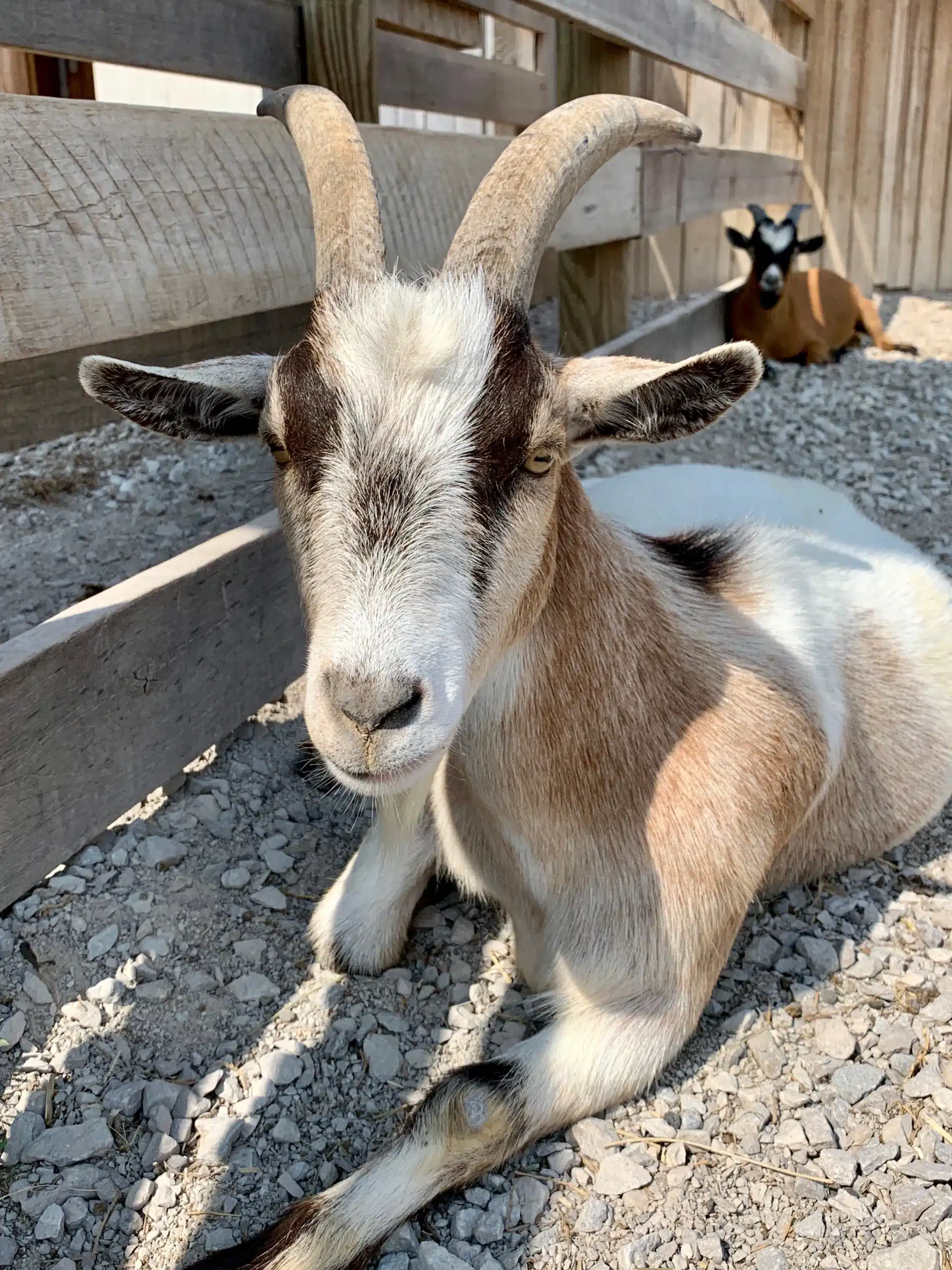 Meet Our Friendly Animals - Fox's High Rock Farm