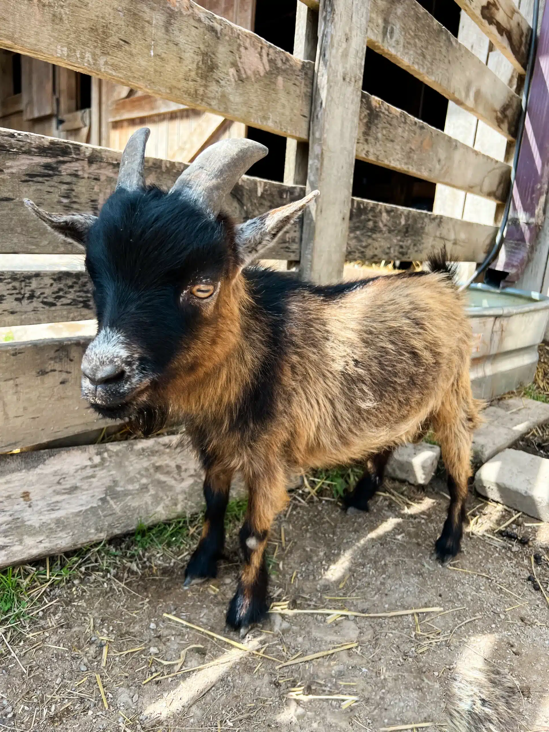 Meet Our Friendly Animals - Fox's High Rock Farm