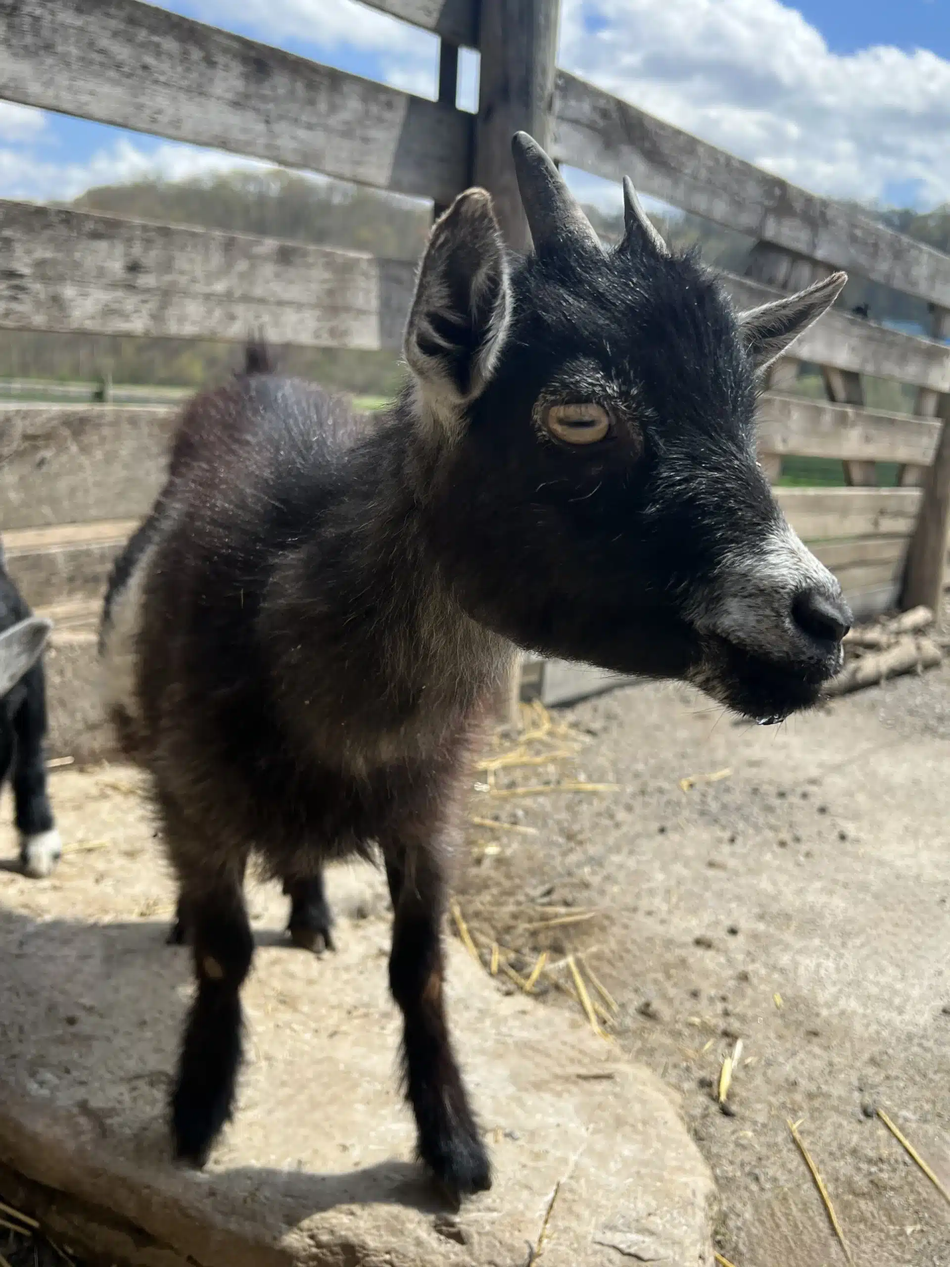 Meet Our Friendly Animals - Fox's High Rock Farm