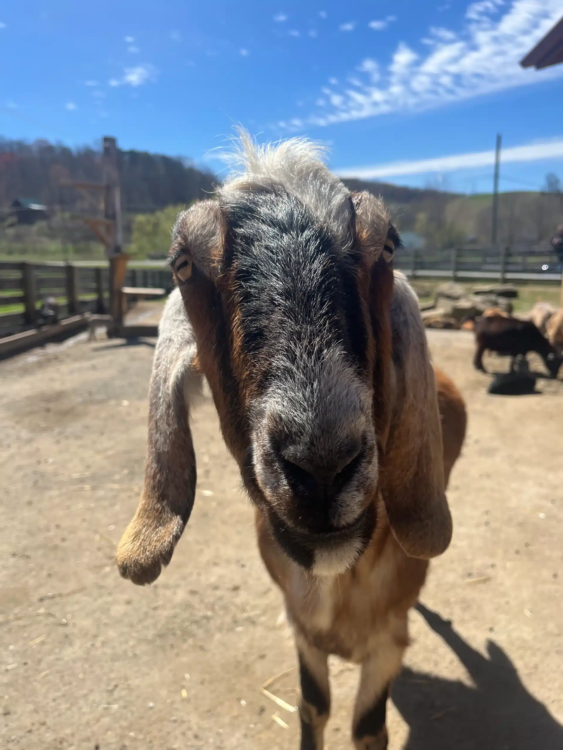 Meet Our Friendly Animals - Fox's High Rock Farm