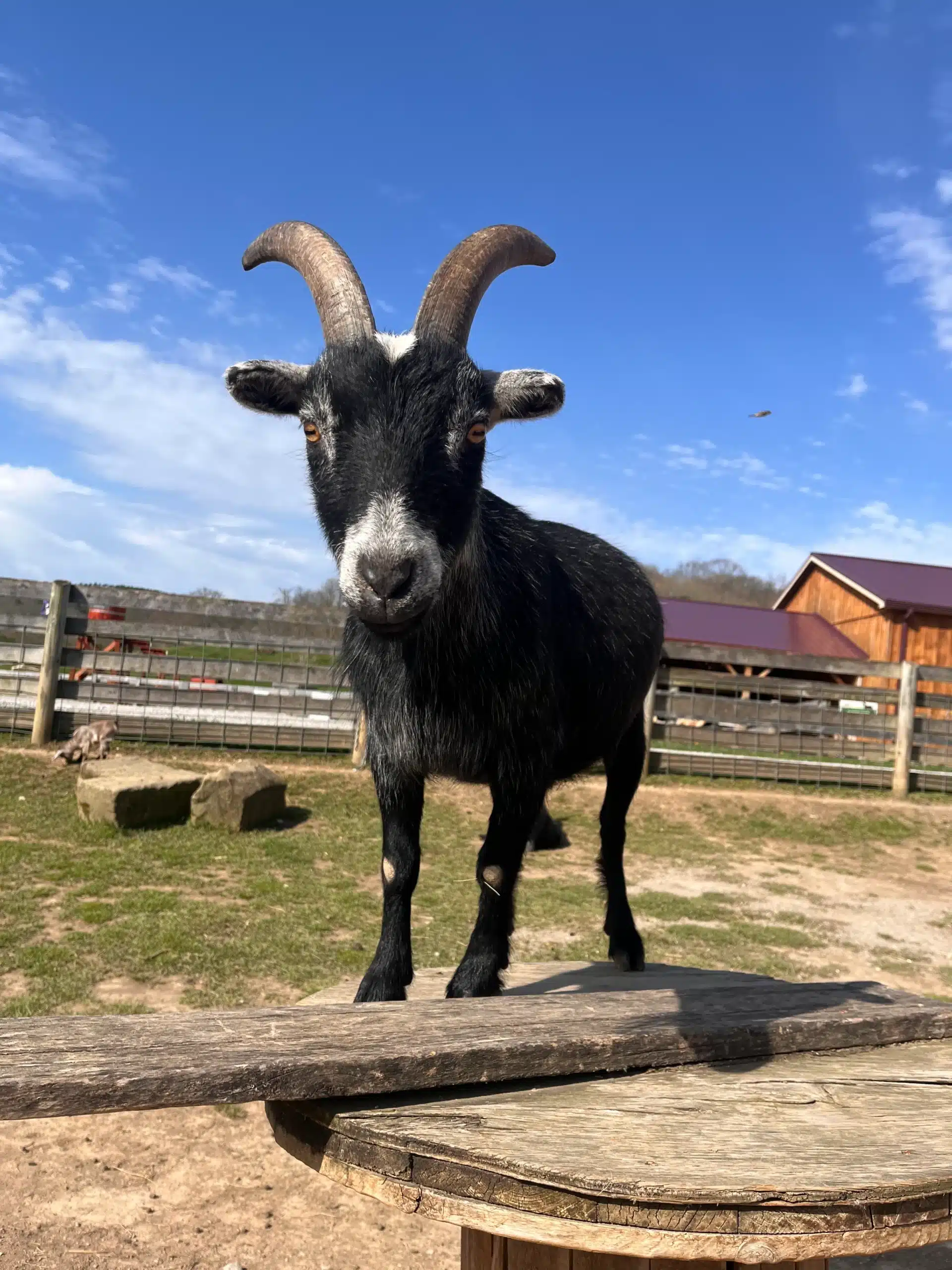 Meet Our Friendly Animals - Fox's High Rock Farm