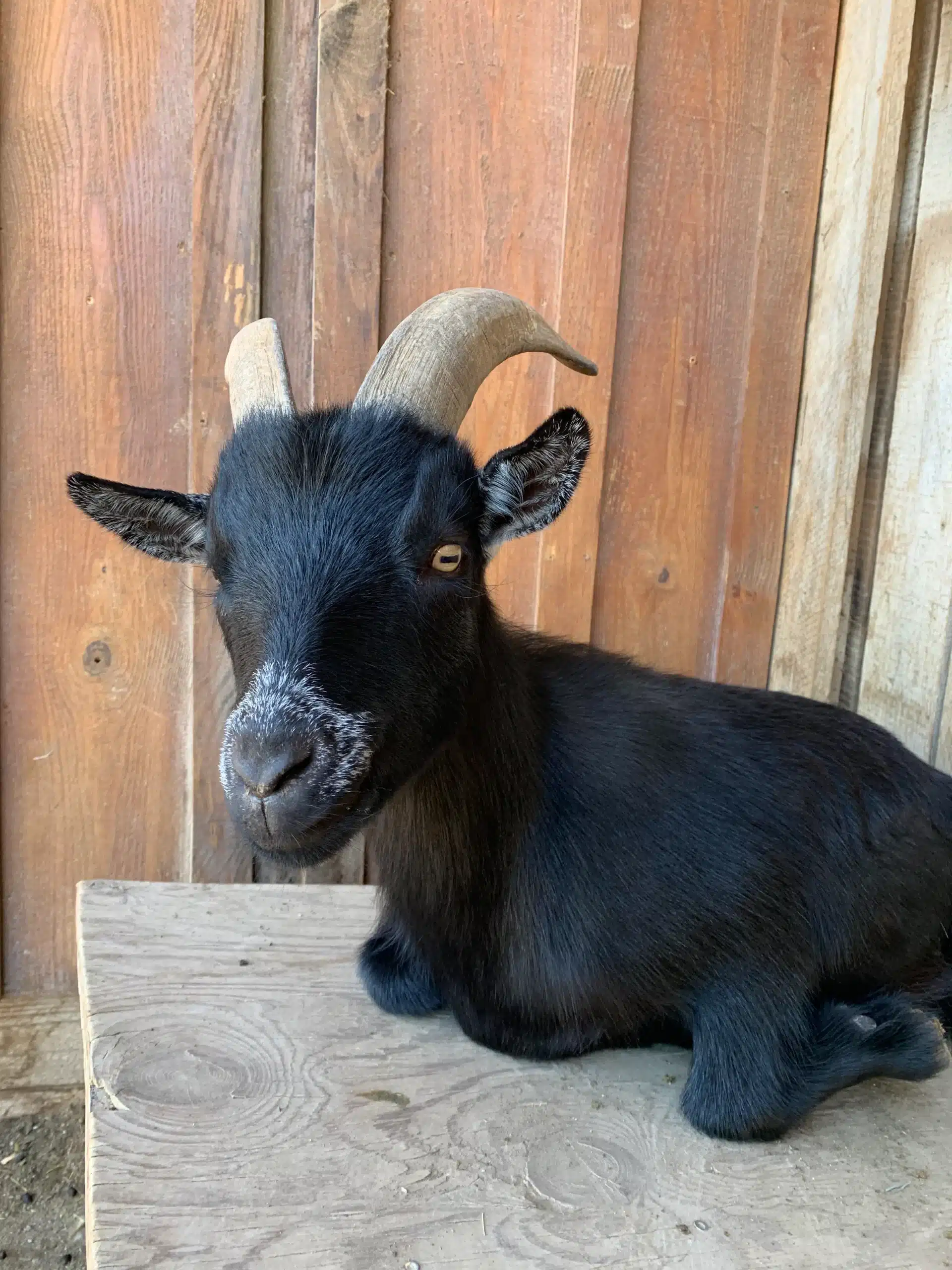Meet Our Friendly Animals - Fox's High Rock Farm